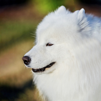 Canada Samoyeds | Samoyeds kennel near you