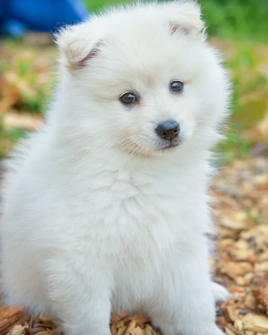 About Samoyeds | Canada Samoyeds