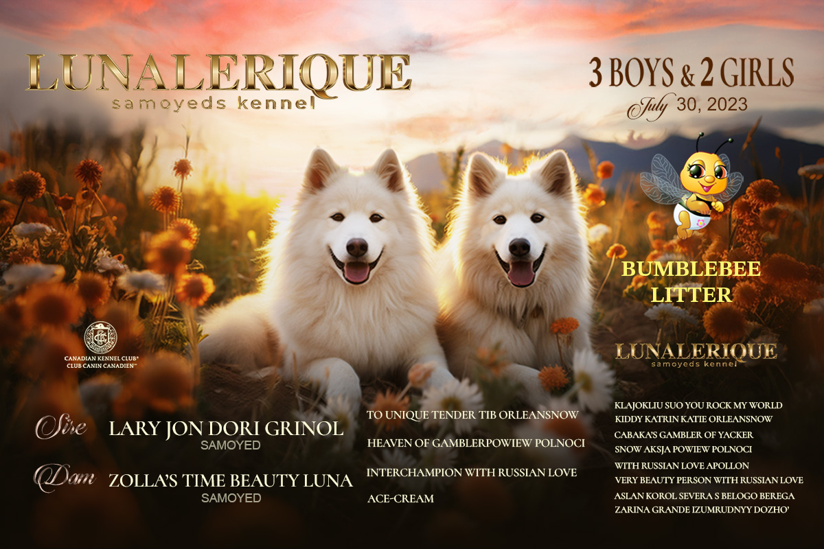 Canada Samoyeds | Samoyeds kennel near you