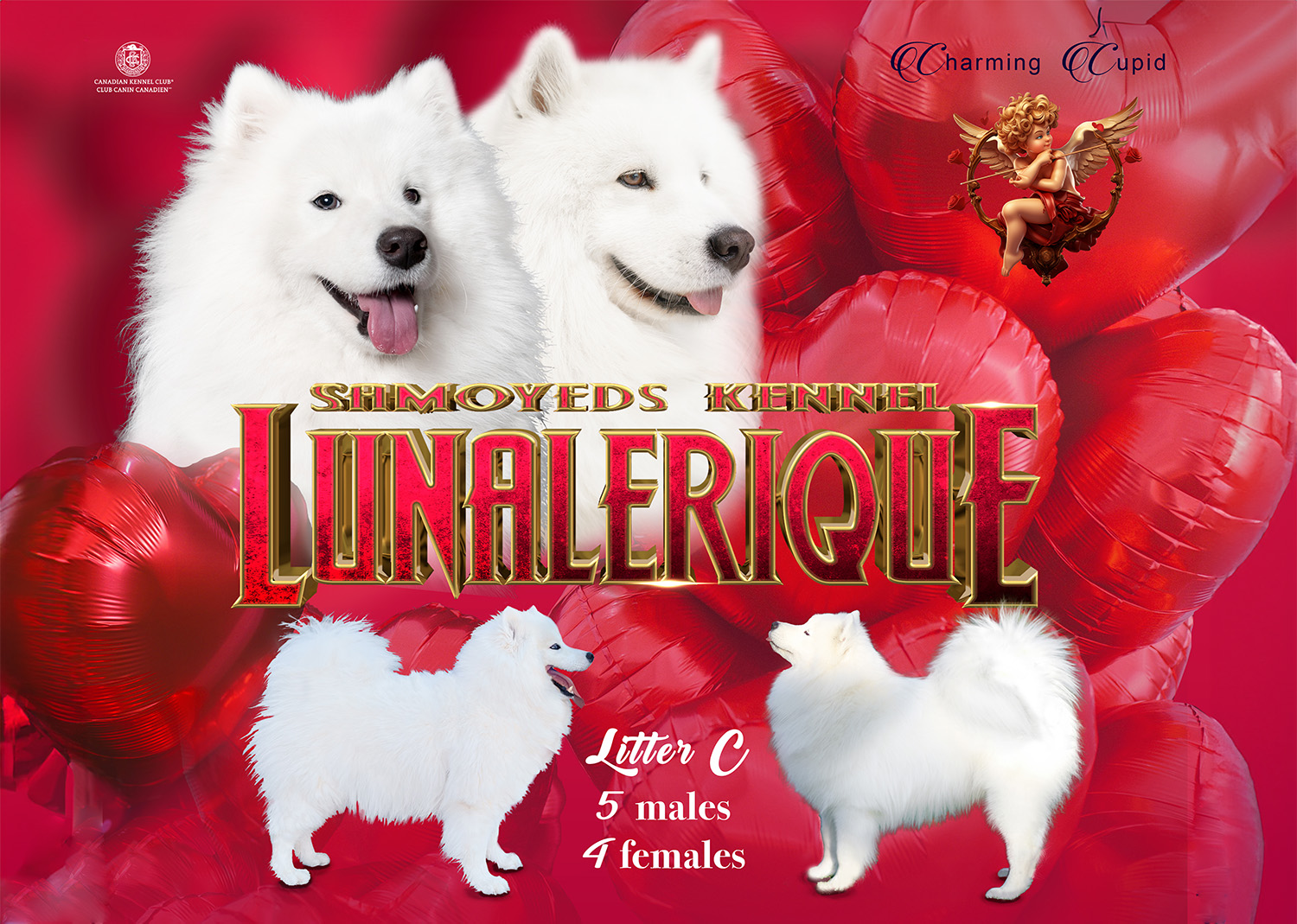 Canada Samoyeds | Samoyeds kennel near you